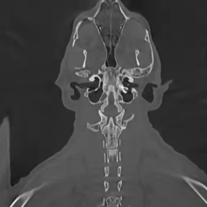 IN-VCT03 Vet Veterinary Instrument Pet-ct Scan Machine Ct Scanner ...